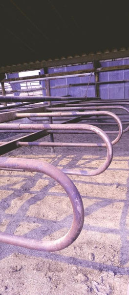 Freestall Loops for sale in Colorado - DairyDealer.com – Dairy Dealer LLC