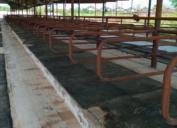 Freestall Loops for sale in Texas - DairyDealer.com – Dairy Dealer LLC